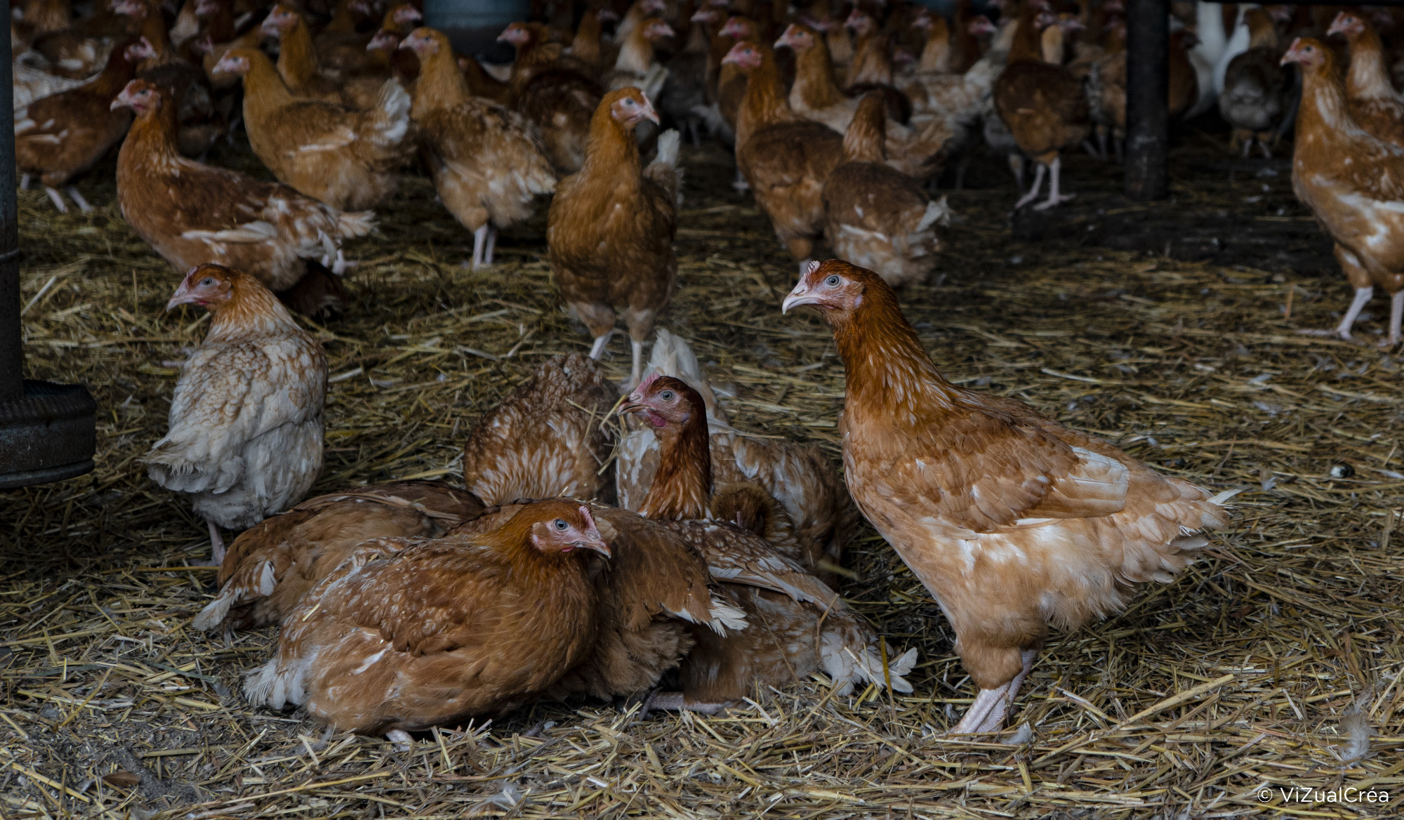 Les Volailles